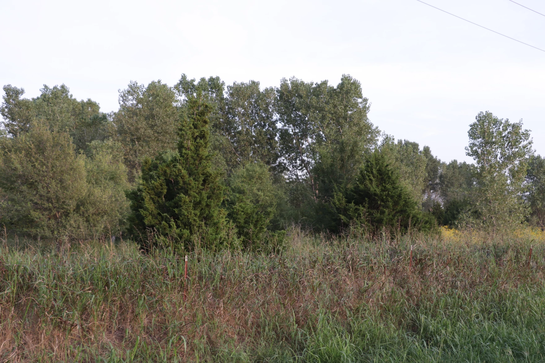 Volunteers remove 500 invasive trees from Chandler Park